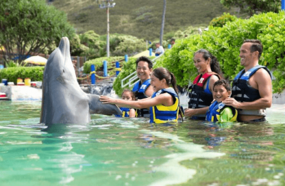 Swimming with Dolphins in Oahu Hawaii